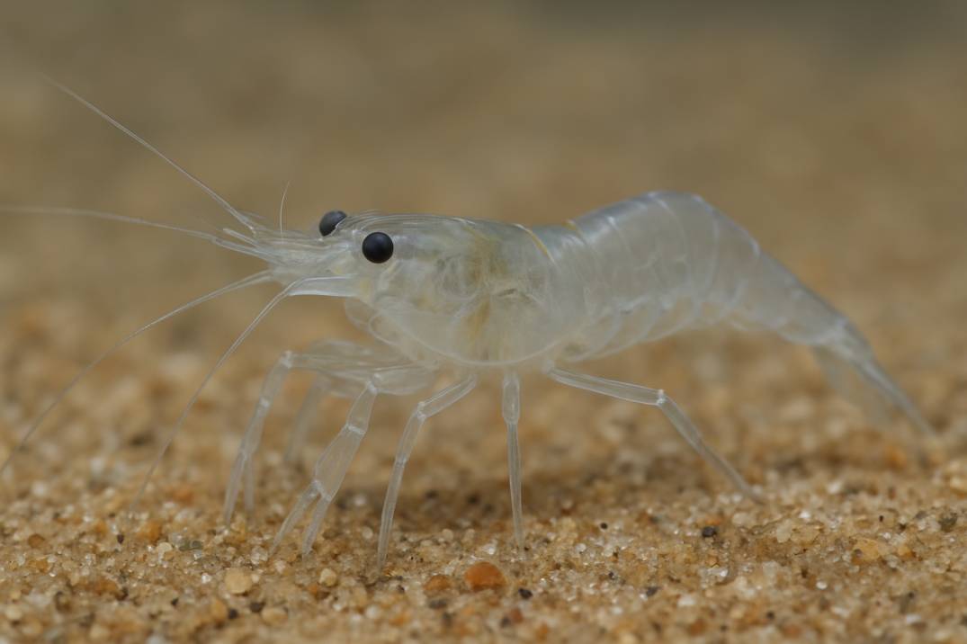 Ghost Shrimp vs Cherry Shrimp: Breakdown of top 10 Must-Know ...