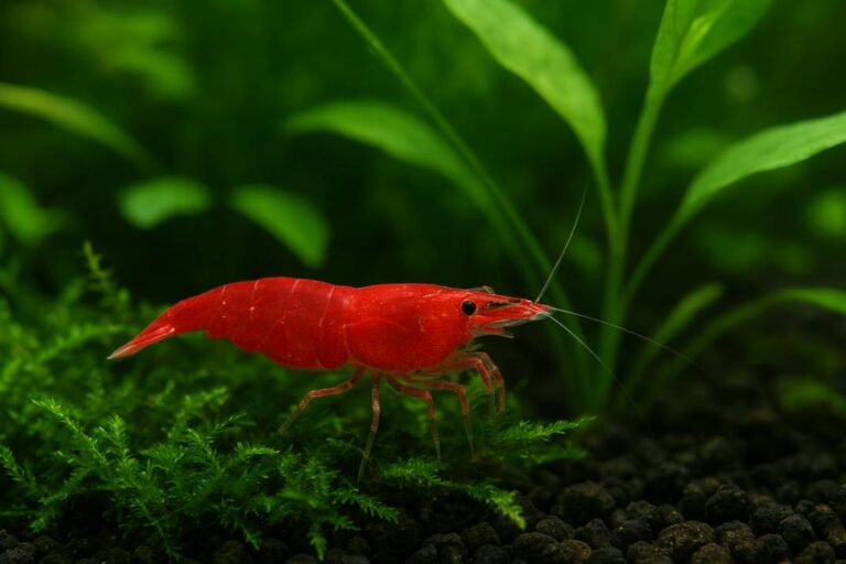 Ghost Shrimp vs Cherry Shrimp: Breakdown of top 10 Must-Know ...