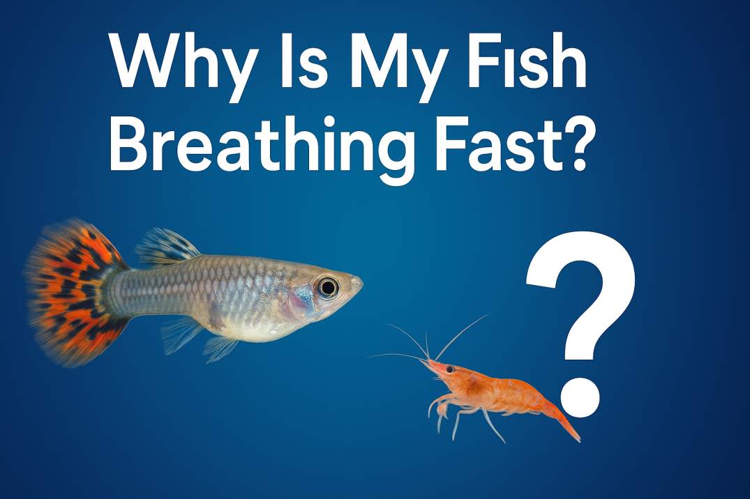 Why Is My Fish Breathing Fast? (4 Causes By Expert) - FishioHub