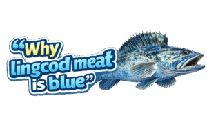 Why Is Lingcod Meat Blue? (Is It Safe to Eat?) - FishioHub