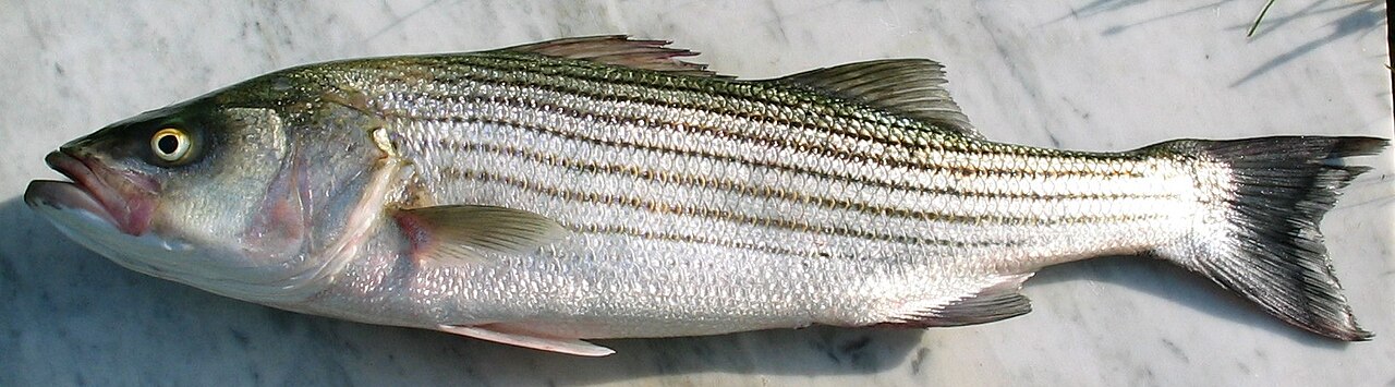 Striped Bass vs Striper: Are They the Same Fish or Different? - FishioHub