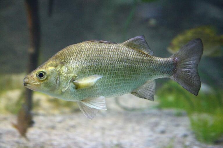 White Bass vs White Perch: What’s the Real Difference? - FishioHub