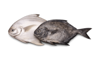 Pomfret Fish Benefits and Side Effects: My Full Experience-Based Guide ...